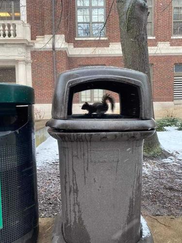 1/18/23 Scenes from Campus, squirrel in trash can | Campus ...