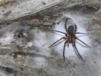 world's largest house spider
