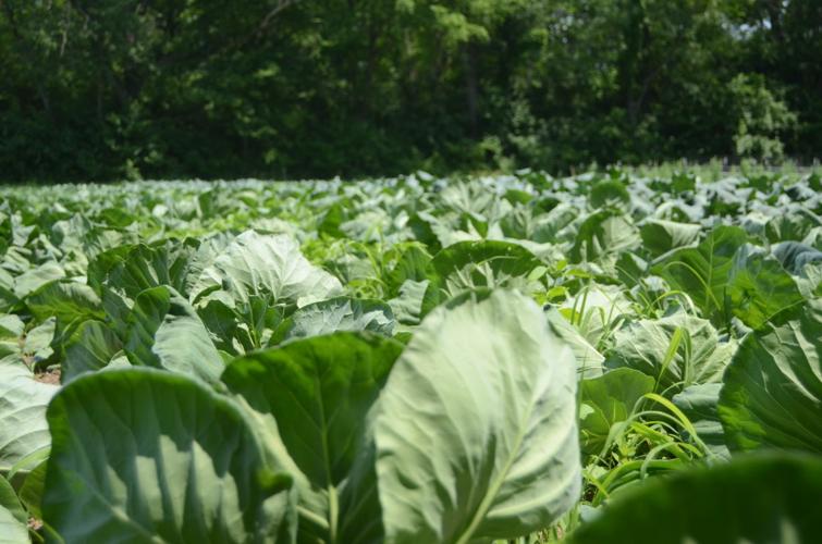 Students cultivate more than crops at Purdue Student Farm | Campus | purdueexponent.org