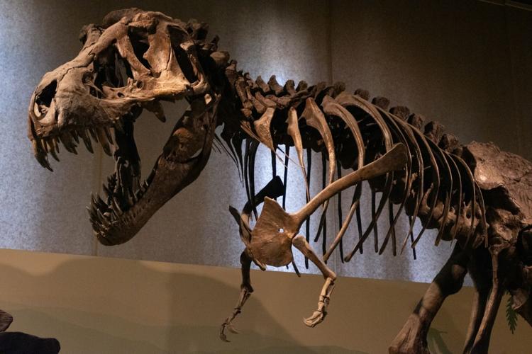 Tyrannosaurus rex research reveals new facts about ‘king of dinosaurs ...