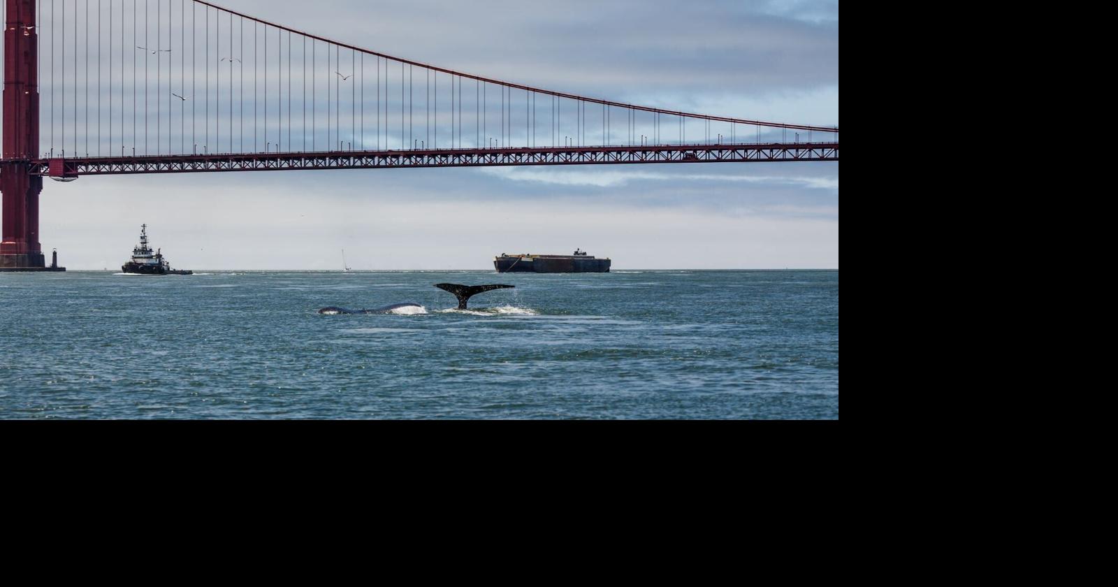 New Tech Uses AI to Save the Whales | National | purdueexponent.org