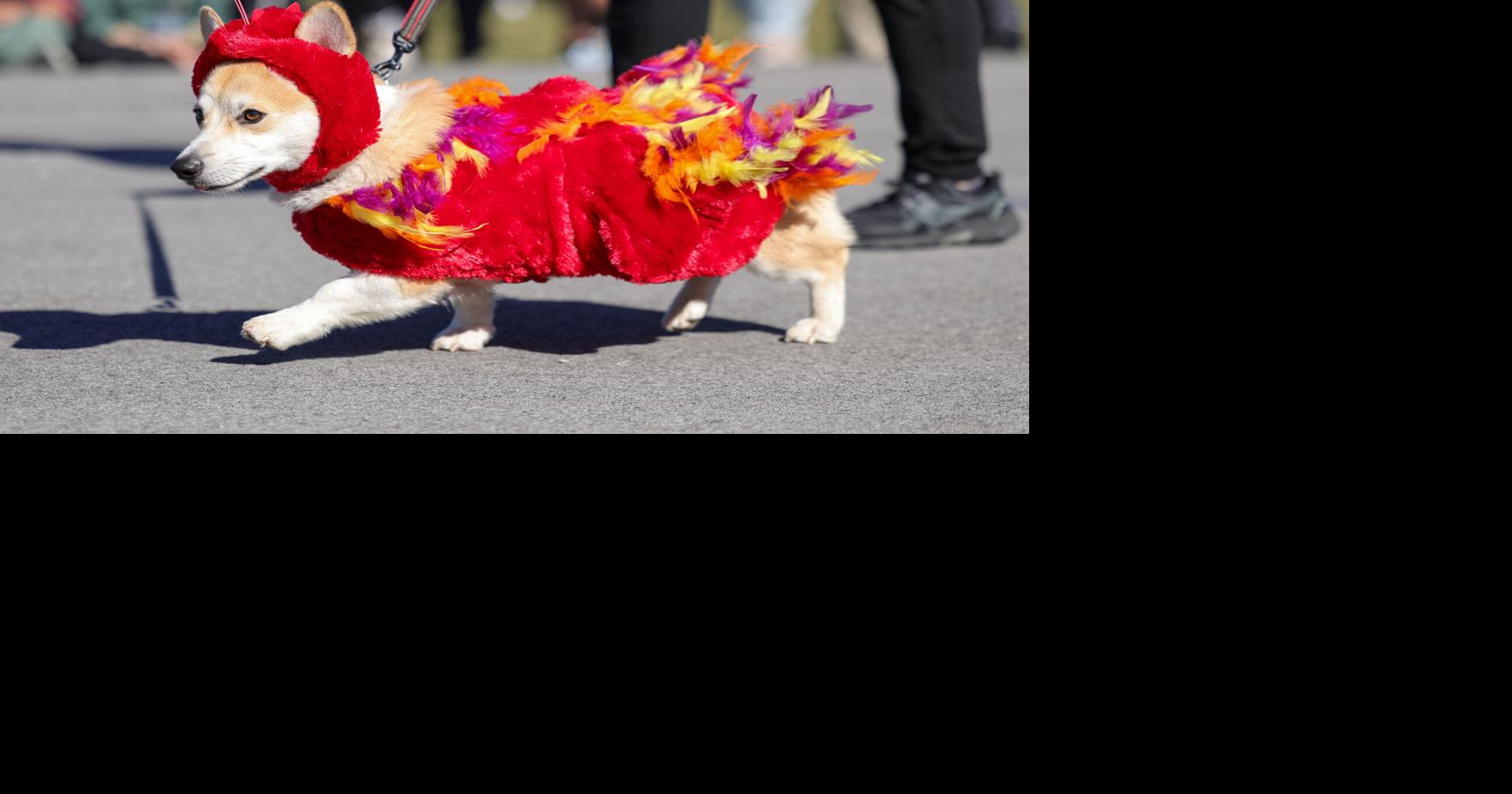 10/22/23 Purdue Theta Tau hosts sixth annual corgi race Phoenix ...
