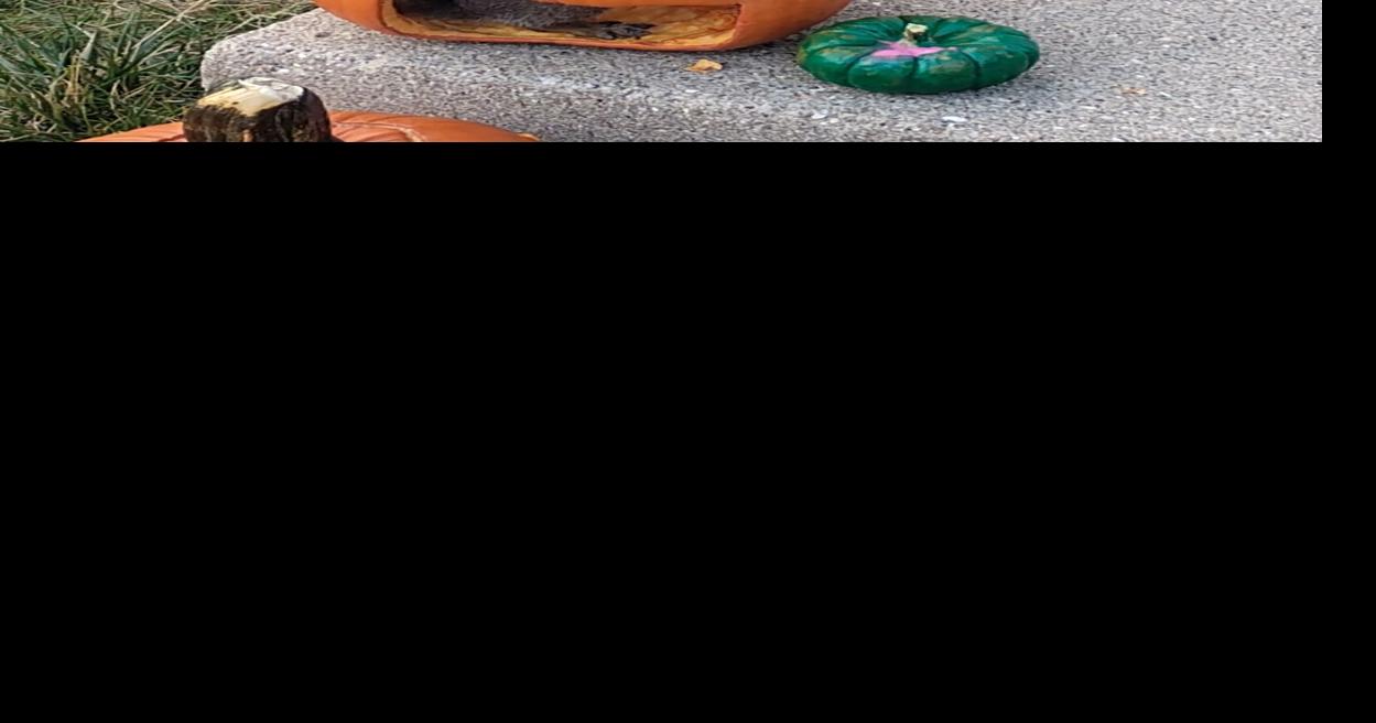 Squirrel of the Week: Inside pumpkin | | purdueexponent.org