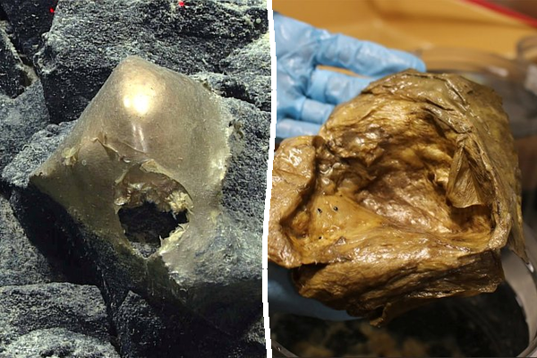 Mystery of ‘golden orb’ found at bottom of ocean finally solved ...