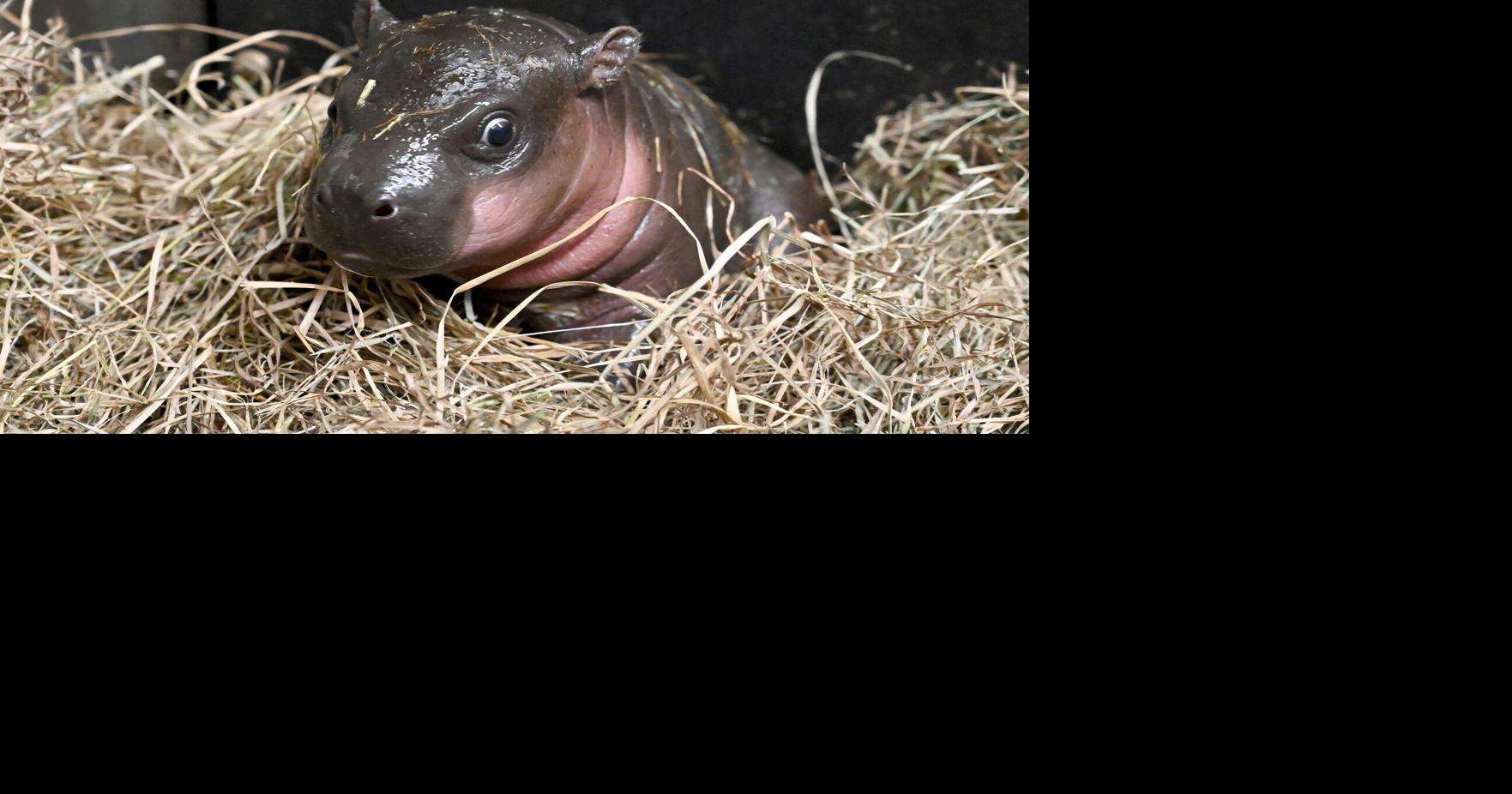 Virginia zoo welcomes newborn pygmy hippo
