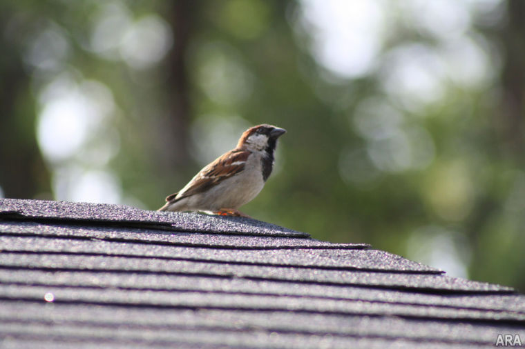 Bird problems? These friendly fixes can protect your property