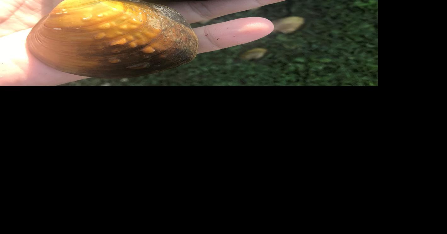 The Importance of Freshwater Mussels in our Rivers