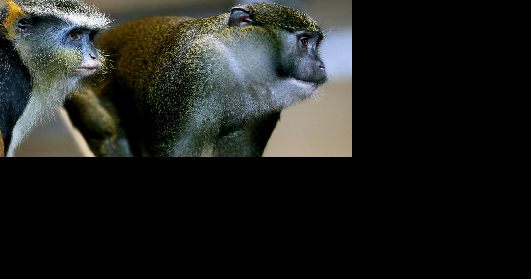 PHOTOS: Niabi Zoo African Primates Exhibit