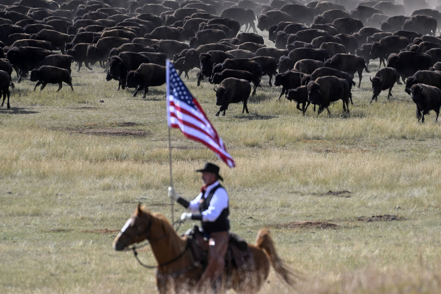 Bison return to Kane County after 200 years, a crucial step for ...