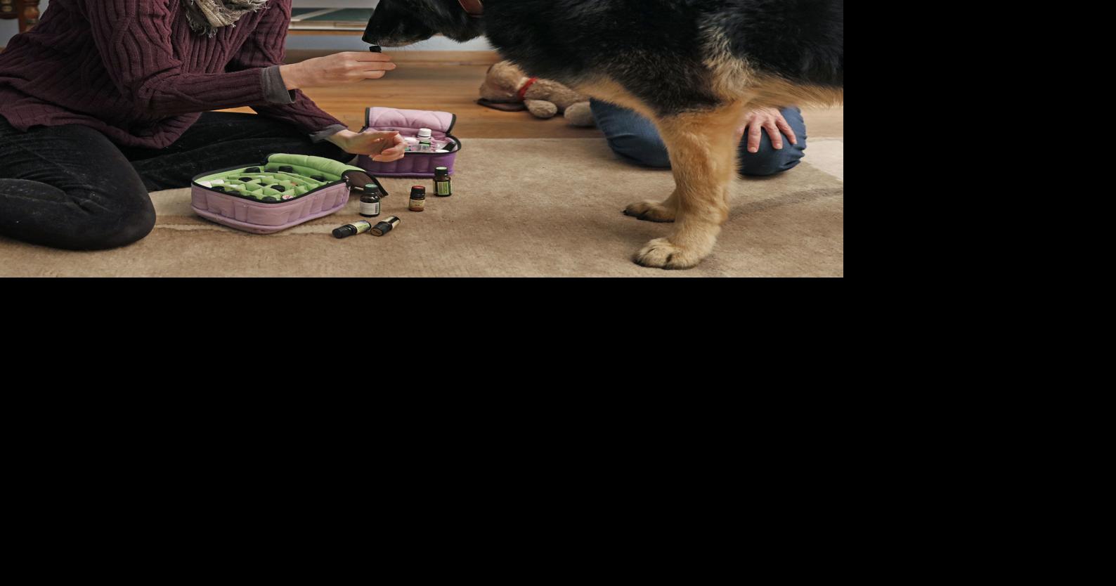 Alternative therapy — for dogs? More pet owners are seeking ...