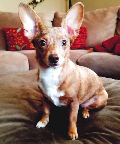 Selena the 'Chiweenie' is all ears | Pet Profiles | qconline.com