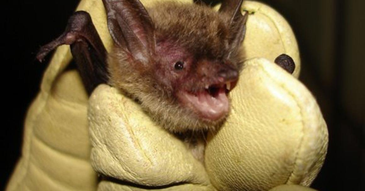 Rare bat found at QCCA Wetland Center