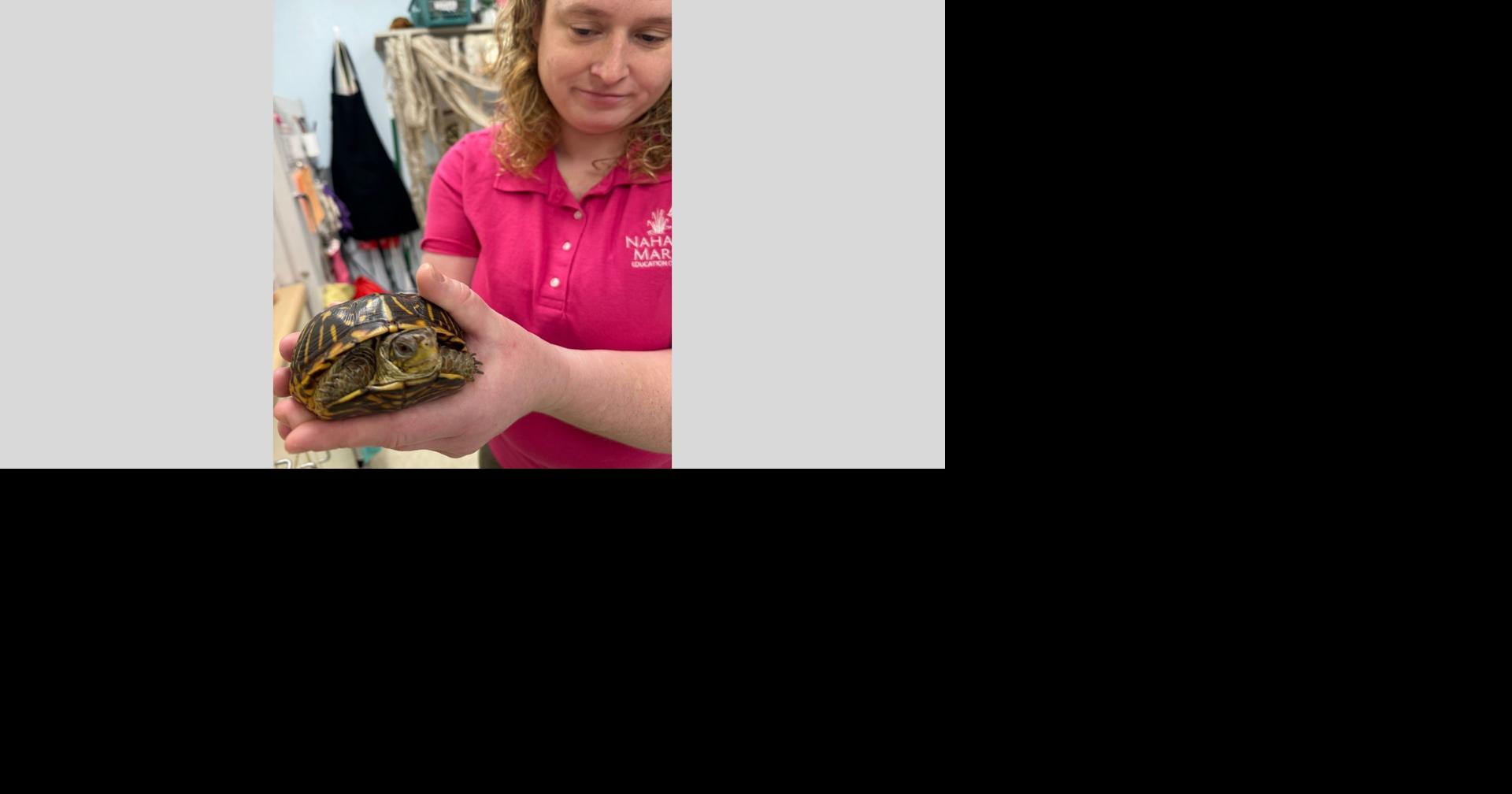 Nahant Marsh raises funds for surgery for turtle with an obstructed egg