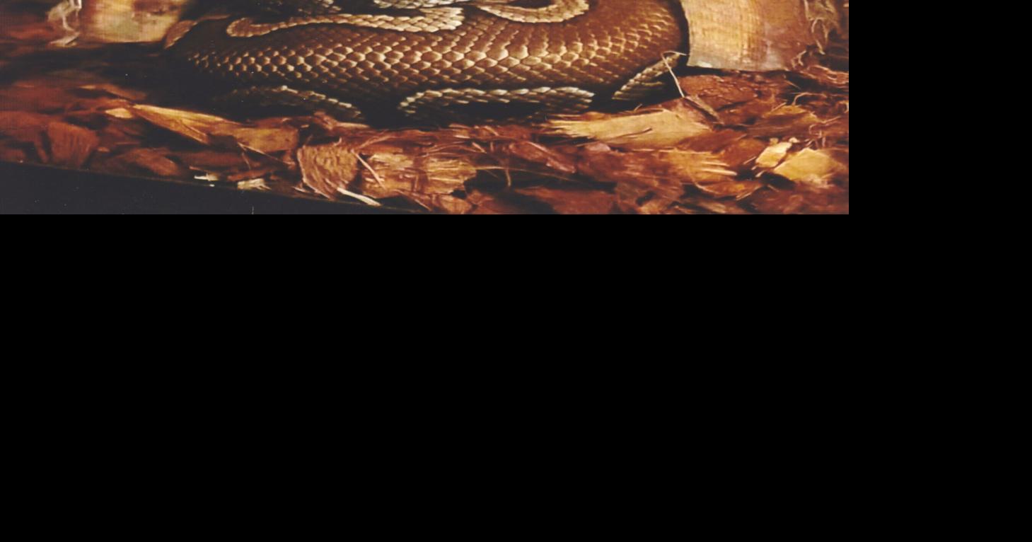 Nim is a cool snake with a hot habitat and a 'Star Wars' toy