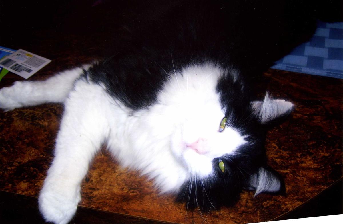 Don't mess with Sebastian's tail or teeth!