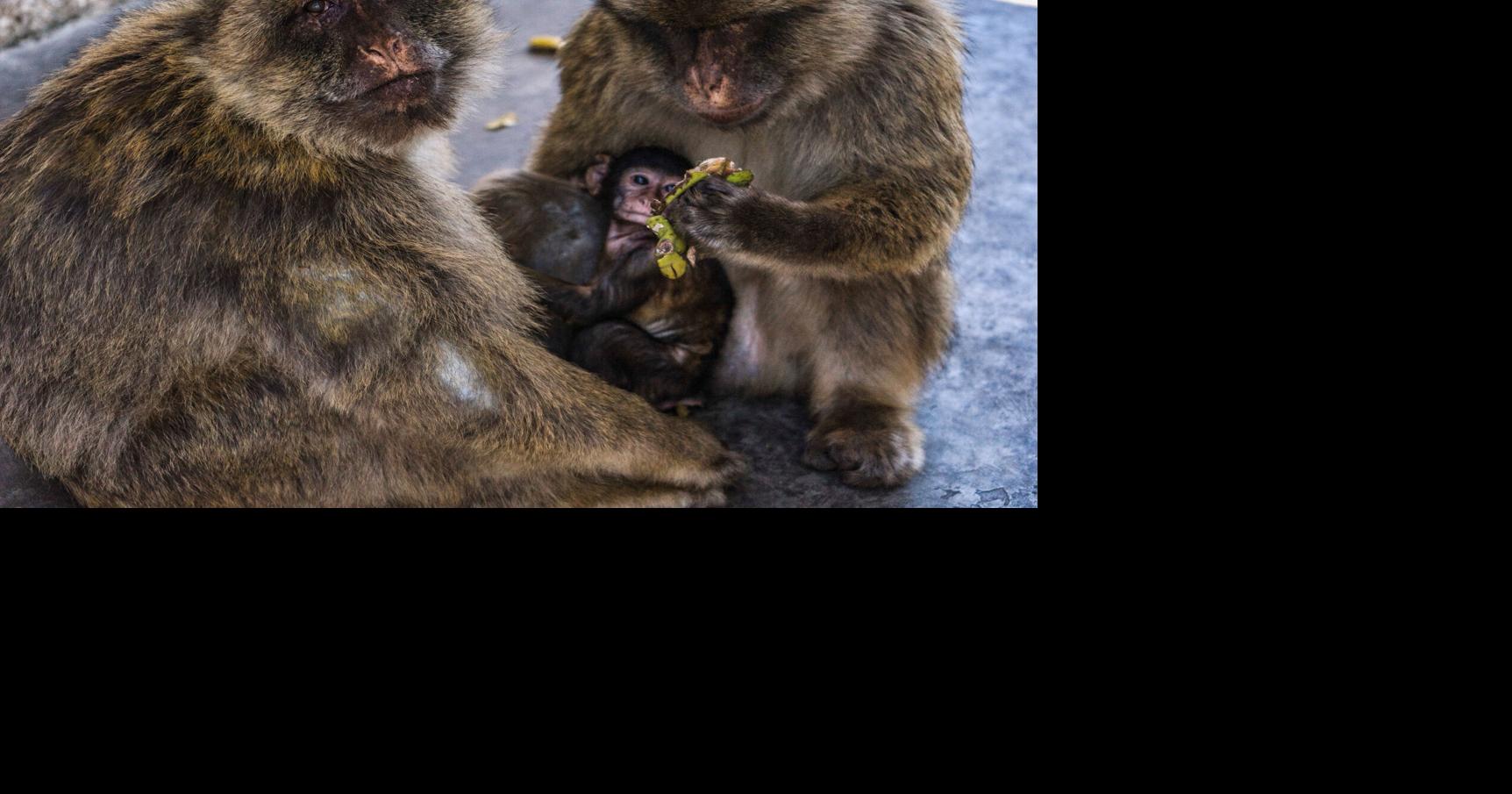 Macaques in Gibraltar eat soil to avoid upset stomach