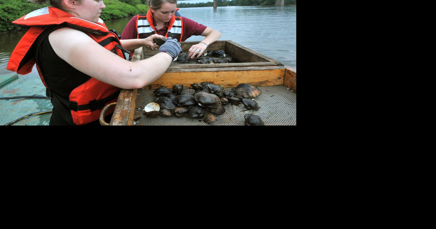 Freshwater mussels relocation project.