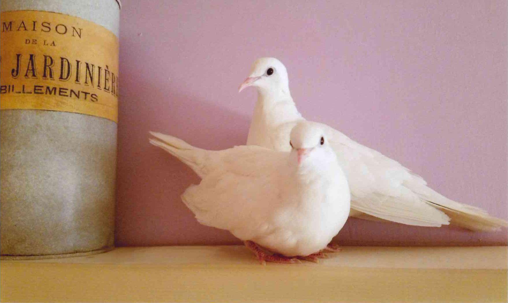 These pet doves are beautiful