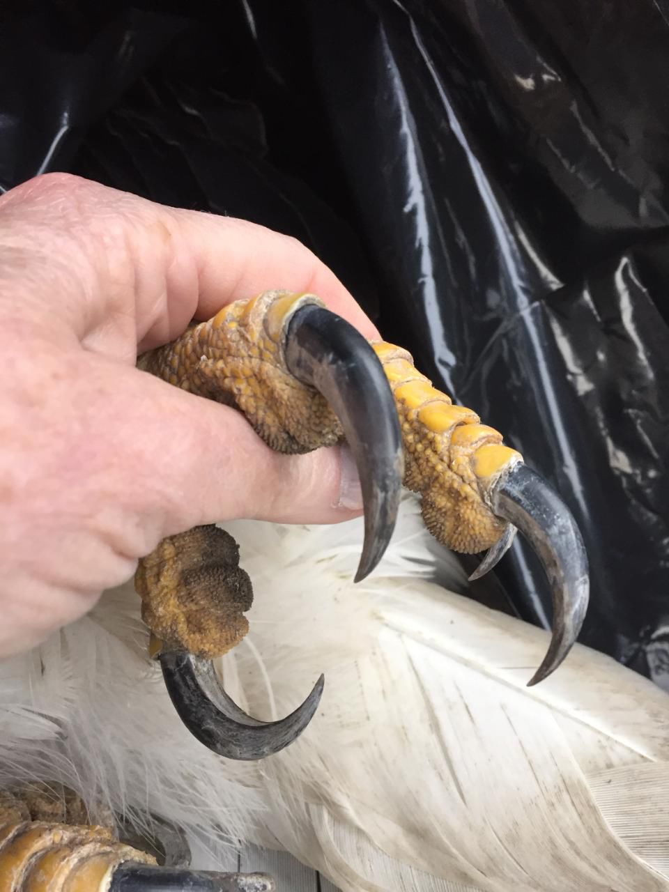 Bald eagle dies Wednesday north of Geneseo | Local News | qconline.com