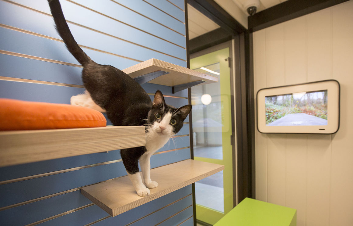 Inside PetSpace: An animal shelter like no other