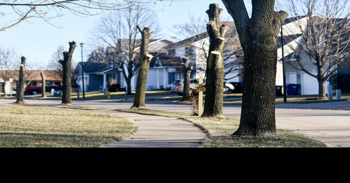 Infested ash trees coming down in Davenport