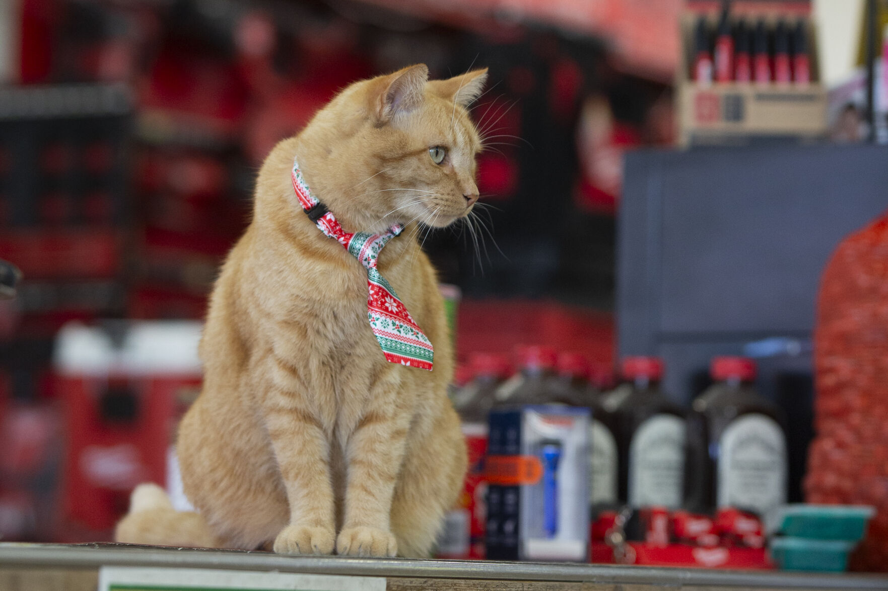 Tail of a Hardware Cat: Cheeto’s rise to fame, fortune and naptime ...