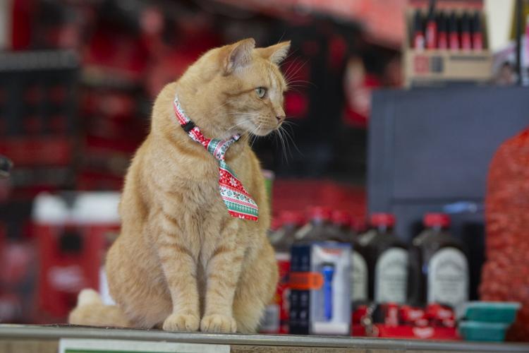 cheeto kitten collar
