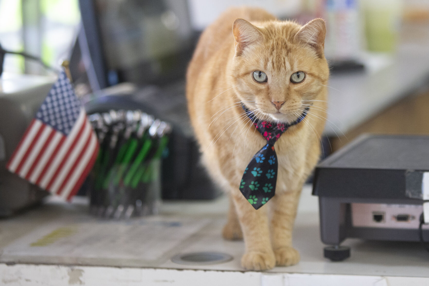 Tail of a Hardware Cat: Cheeto’s rise to fame, fortune and naptime ...
