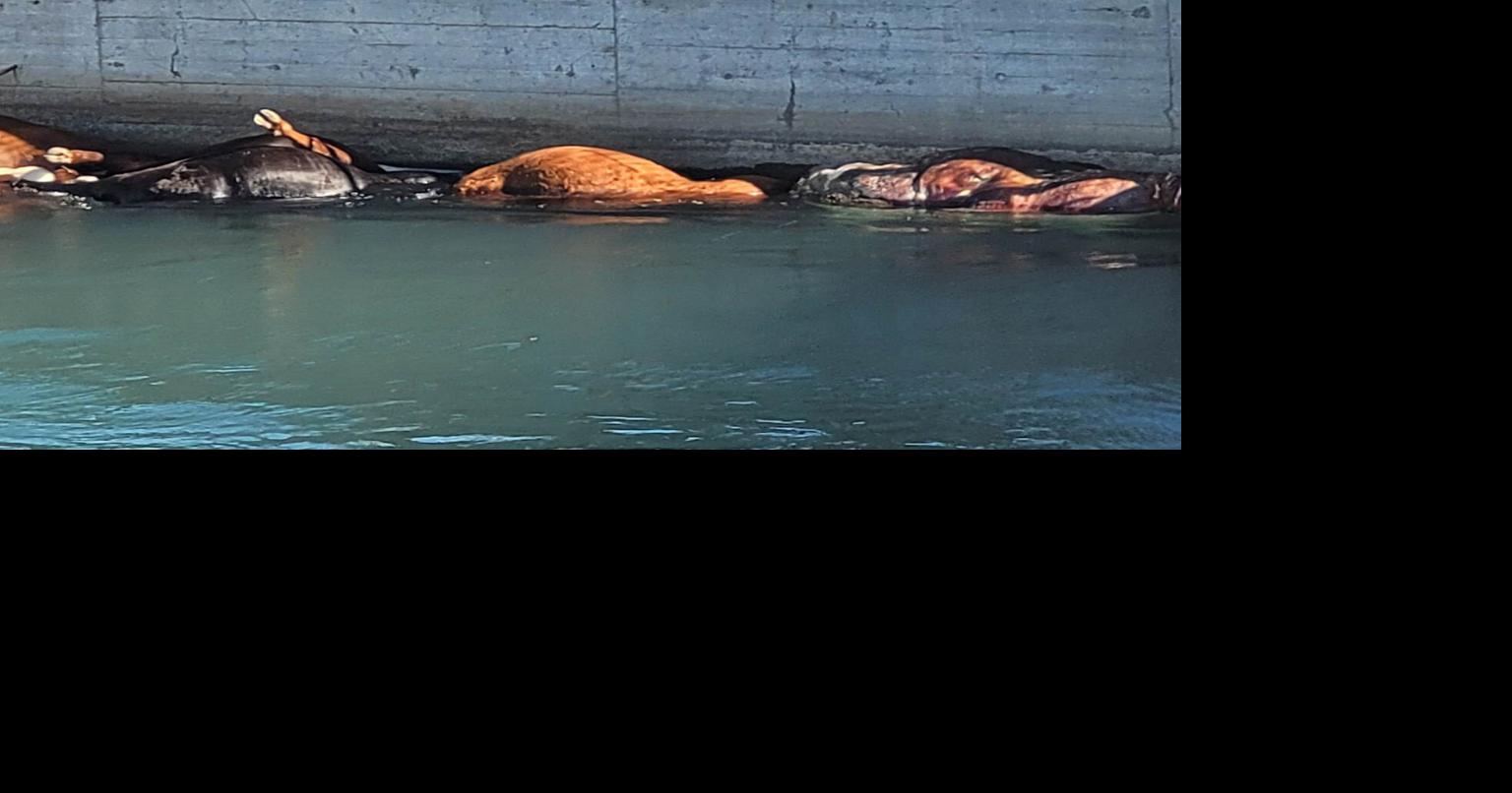Strange sighting of dead cows floating in a canal startles residents ...