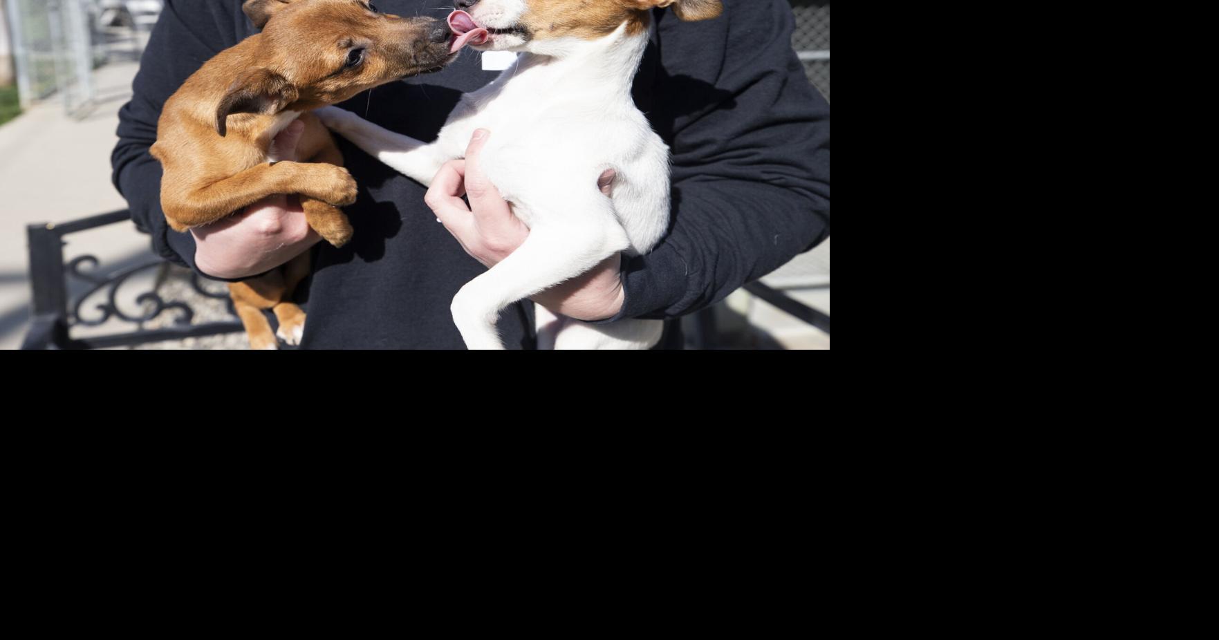 Quincy Animal Shelter gives displaced pets a second leash on life ...