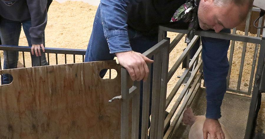 FFA barn brings pigs and kids together | Community | qvpr.com
