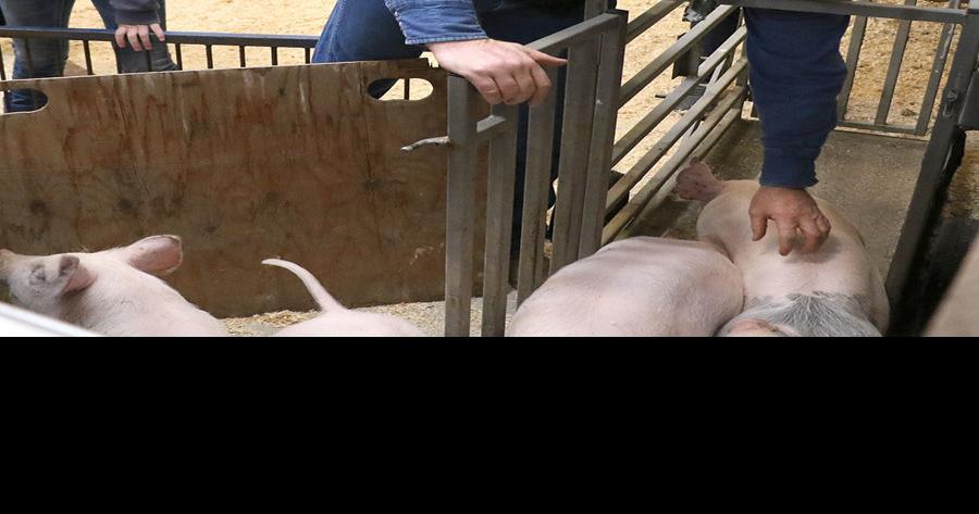 FFA barn brings pigs and kids together | Community | qvpr.com