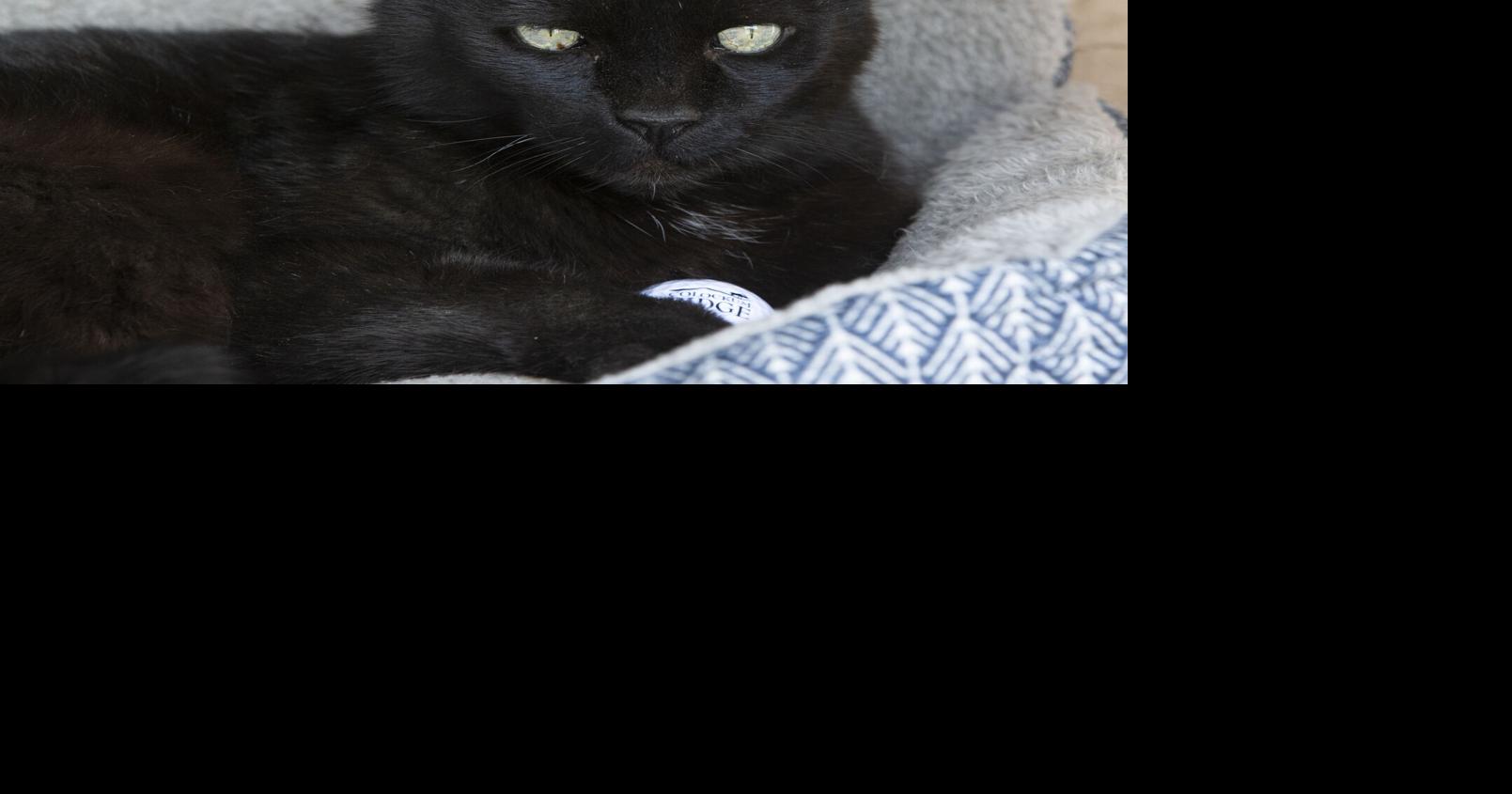 Quincy's feline forecaddie: Bogey the Cat charms golfers at Colockum ...