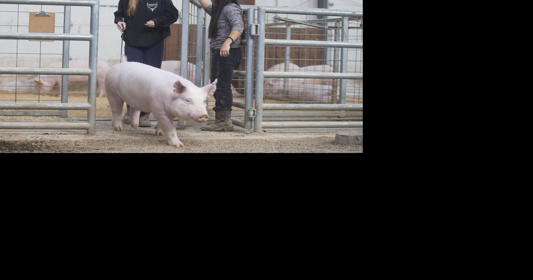 Bringing home the bacon: Quincy FFA students learn patience ...
