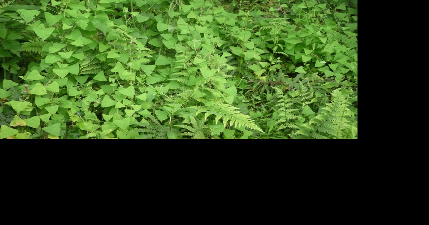 Focusing on...Invasives! | Mile-a-minute vine | Nature | rappnews.com