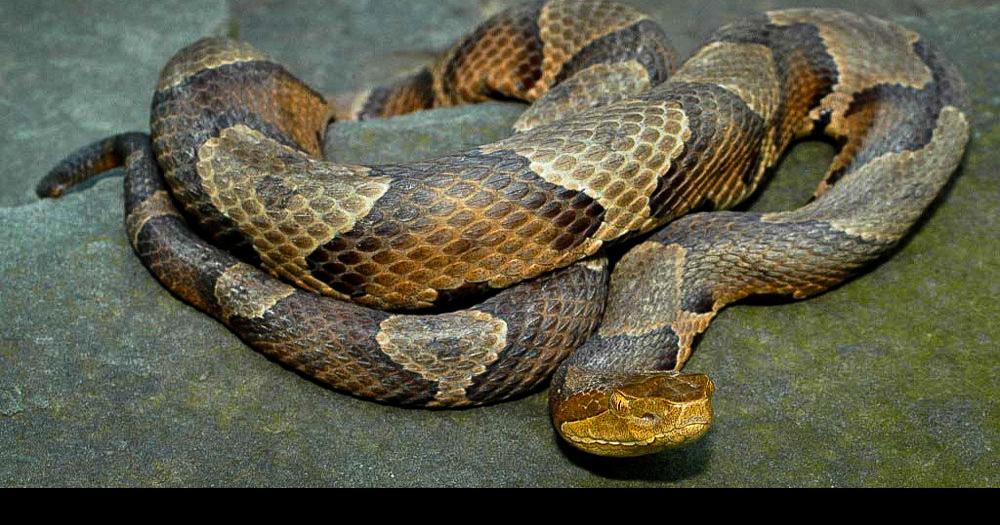Copperhead season: what NOT to do if bitten | Features | rappnews.com