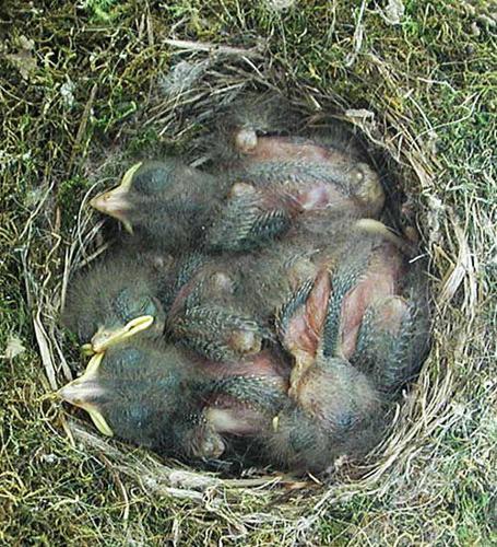 eastern phoebe eggs hatching