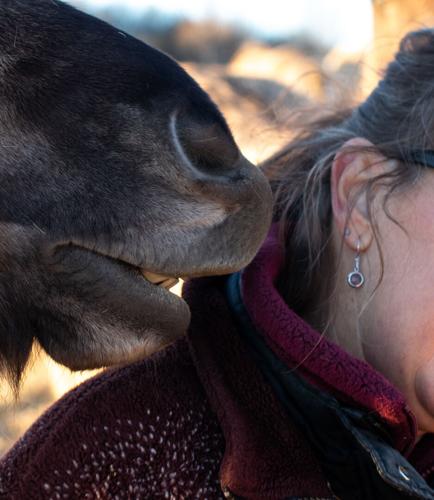 Preserving a breed: Viewtown farm is sanctuary for rare Tarpan horses ...
