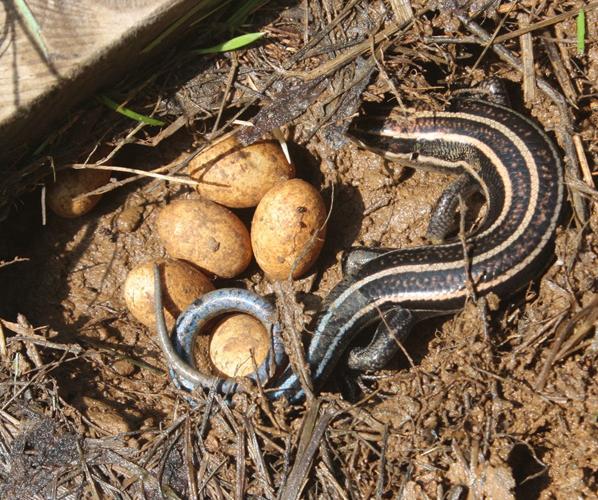 five lined skinks eggs
