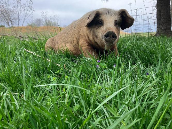 A guide to the 2023 Rappahannock County Farm Tour | Agriculture ...