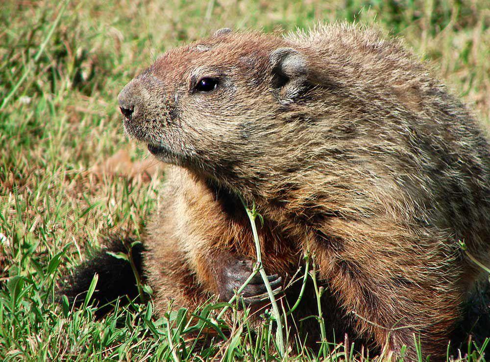 Wild Ideas: The formidable, adaptable groundhog | Features | rappnews.com