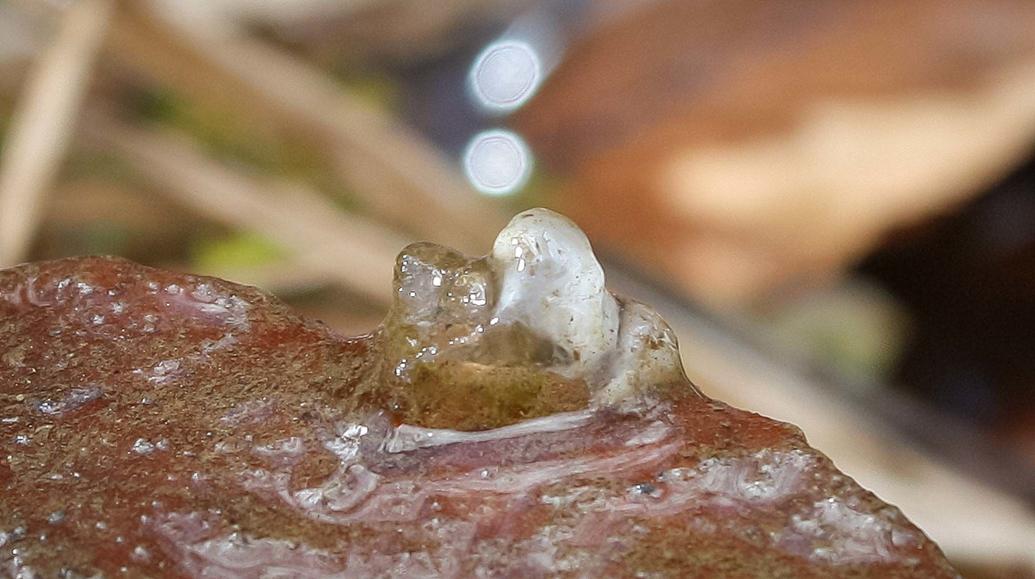 Wild Ideas: Spotted salamanders get busy breeding | Wildideas ...