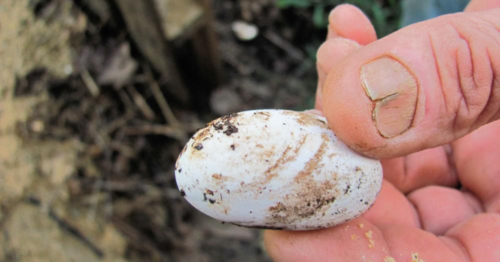 snake eggs small