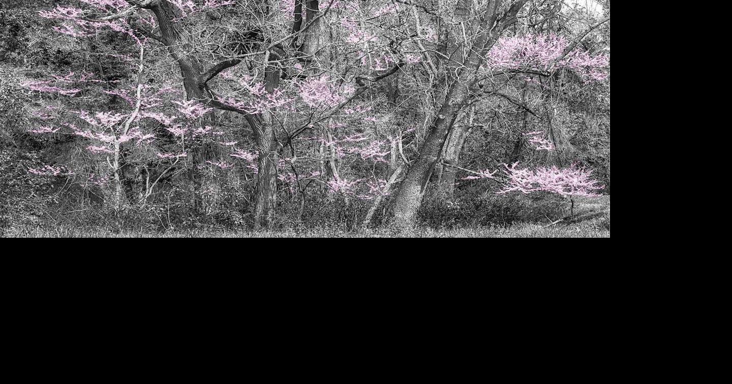 The Rapp for June 17 | The Rapp | rappnews.com