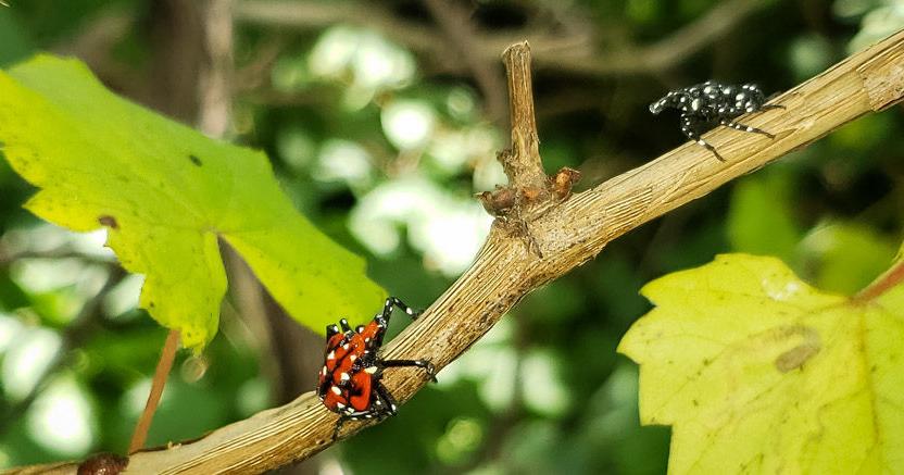 Battle underway to stop invasive insect from spreading | Agriculture ...