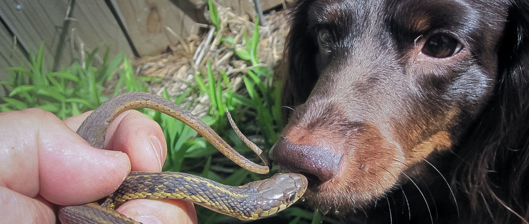 Would A Dog Eat A Snake