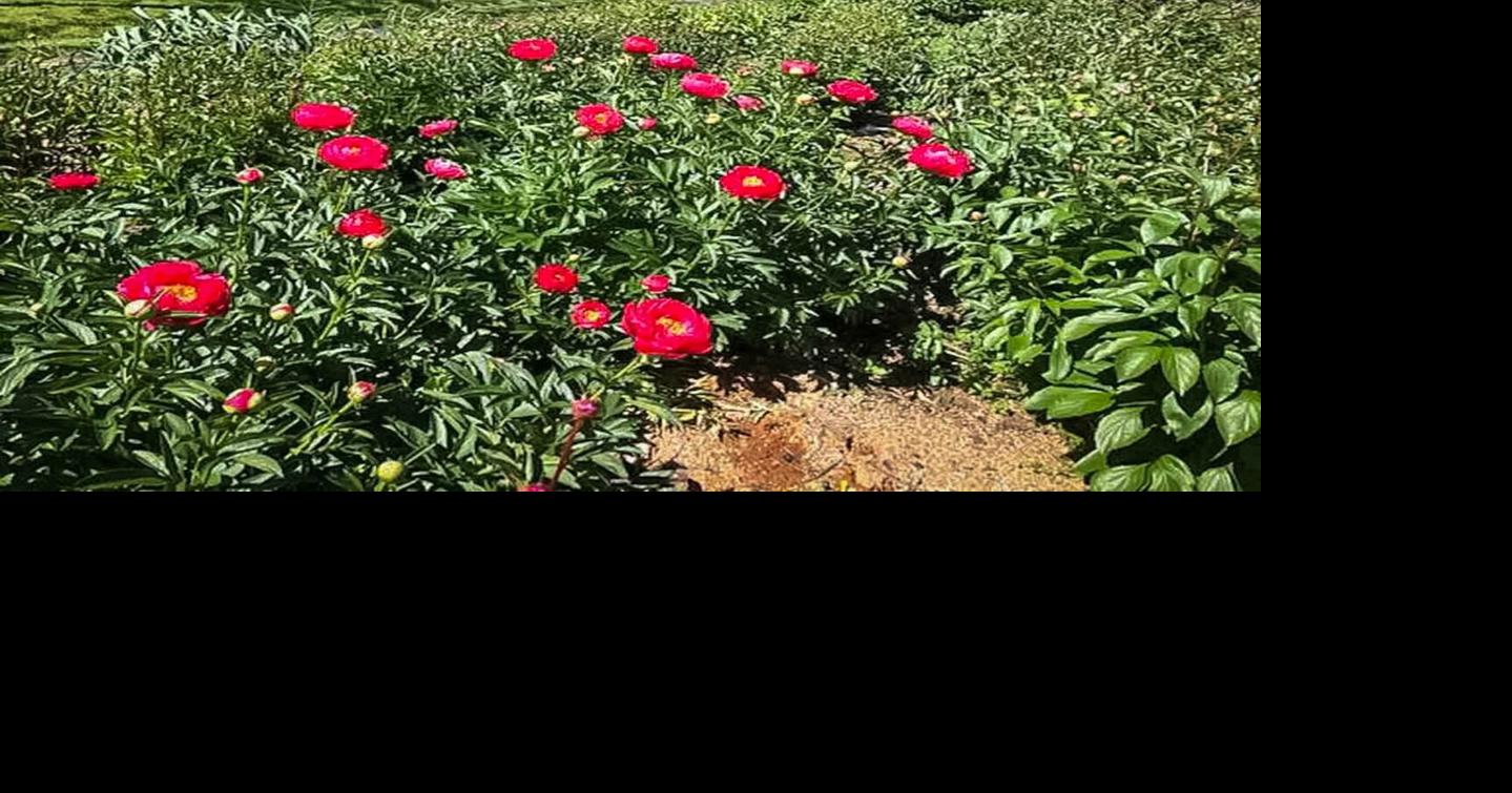 Washington column for May 4 | Washington Column | rappnews.com