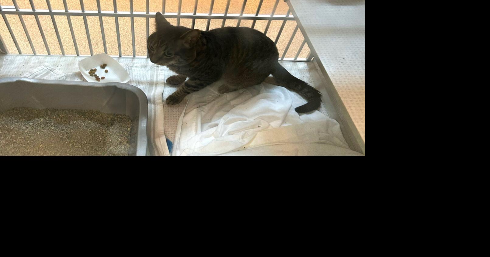 Animal welfare advocates disappointed bill to declaw cats failed | Pets ...