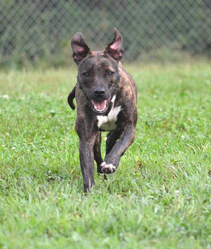 RAWL Dogs: Cora | Pets | rappnews.com