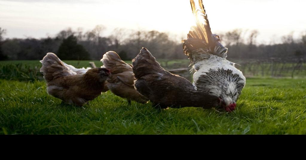 No further bird flu spread in Virginia, but danger hasn’t passed, says ...